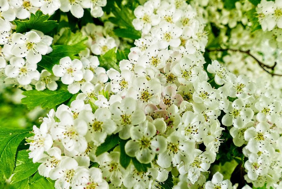 Aubépine - Pharmaplantes