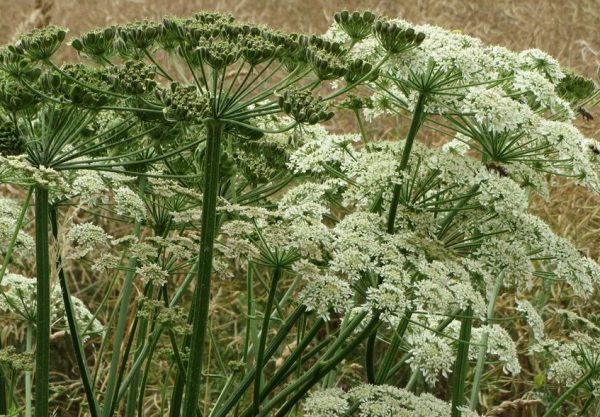 Grande berce - Pharmaplantes