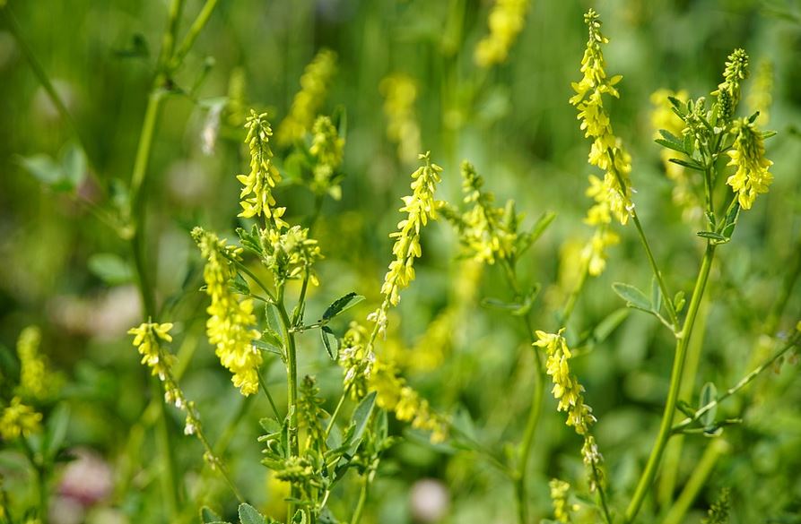 Mélilot - Pharmaplantes