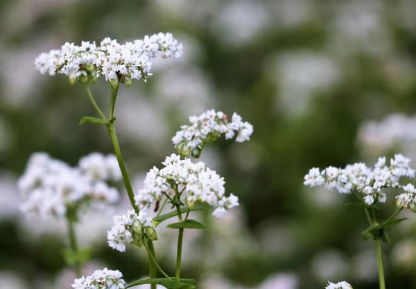 Sarrasin - Pharmaplantes