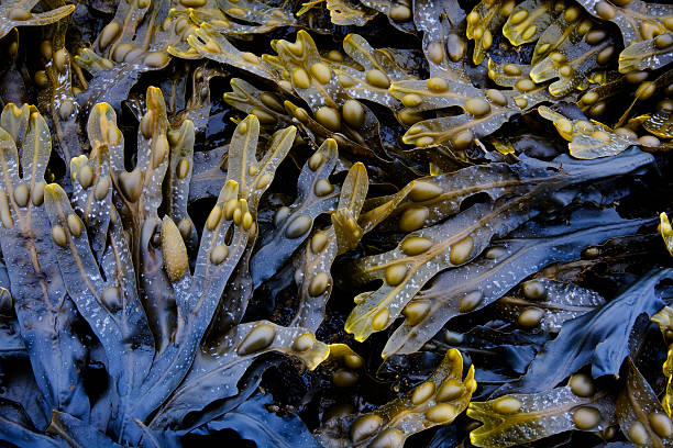 Fucus - Pharmaplantes